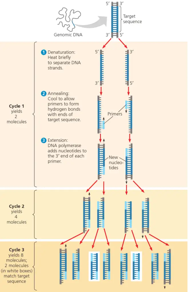 Polymerase Chain Reaction (PCR) : Principle, Procedure, Components ...