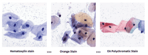 Papanicolaou (PAP) Staining : Introduction, Principle, Procedure and ...