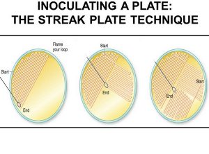 Streak Plate Method - Explained - Laboratoryinfo.com