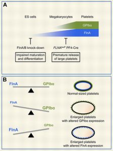MPV Blood Test - Normal range, Results, Interpretation (High and Low ...