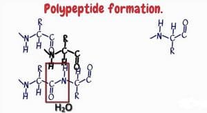 Polypeptide – Laboratoryinfo.com