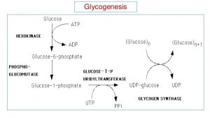 Glycogenesis – Cycle, Steps, Significance (Vs Gluconeogenesis ...