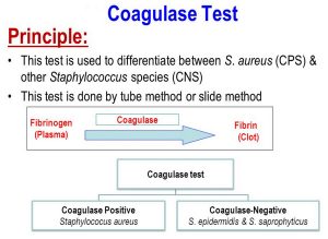 Coagulase Test - Laboratoryinfo.com