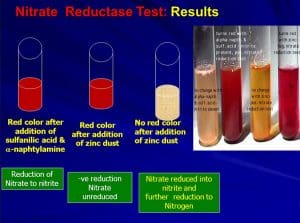 Nitrate Reduction Test – Laboratoryinfo.com
