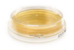 Tryptic Soy Agar Composition and (Vs Nutrient agar) - LaboratoryInfo.com