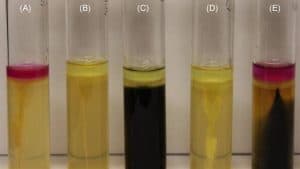 Motility Tests for Bacteria – Principles, Procedures and Results ...