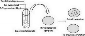 What is the Ames Test - Procedure, Uses, Principle and Interpretation ...