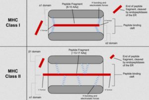 Difference between MHC Class I, II, and III Proteins - Laboratoryinfo.com
