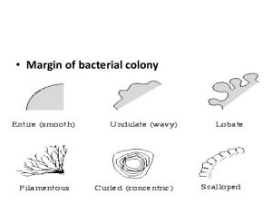 Colony Morphology of Various Bacteria - Laboratoryinfo.com