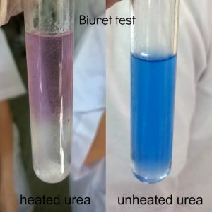 What does Biuret test for? Its Principle, Mechanism and Uses ...