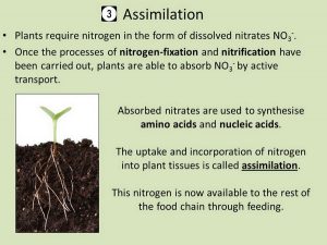 Nitrogen Cycle – Process, Steps (with Diagrams) – Explained ...