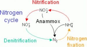 Nitrogen Cycle – Process, Steps (with Diagrams) – Explained ...