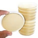 Potato Dextrose Agar (PDA) – Preparation, Principle, Composition and ...