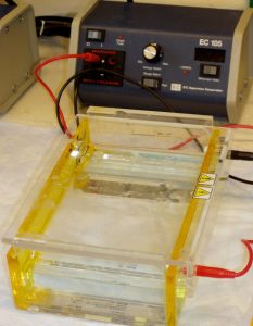 Agarose gel electrophoresis of DNA - Principle, Protocol and Uses ...