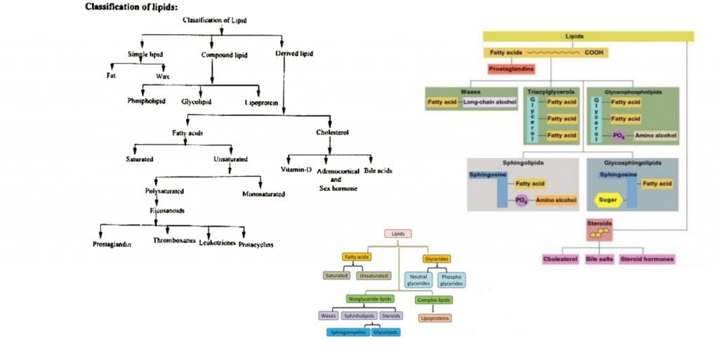 Classification, Types, Structure and Properties of Lipids and What are ...