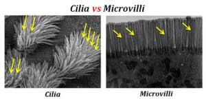 Microvilli – Definition, Diagram (Vs Villi and Cilia) and Function ...