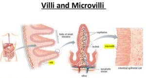 Microvilli – Definition, Diagram (Vs Villi and Cilia) and Function – Laboratoryinfo.com