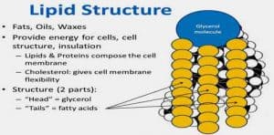 Classification, Types, Structure and Properties of Lipids and What are ...