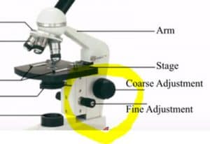 Parts of the Microscope with Labeling (also Free Printouts ...