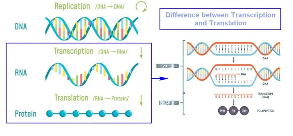 Difference between Transcription and Translation - Laboratoryinfo.com Difference between Transcription and Translation - Laboratoryinfo.com