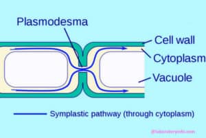 Difference between Symplast and Apoplast Pathways – Laboratoryinfo.com