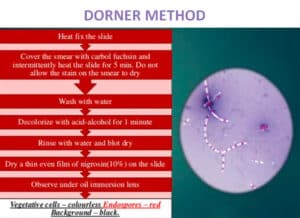 Endospore Staining: Methods (Images), Principles and Results ...