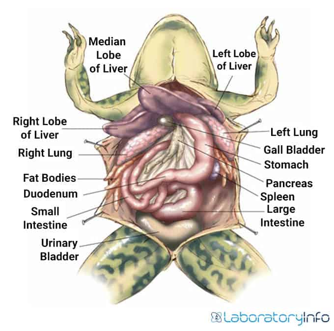 Notes On Digestive System Of Frog Labelled Diagrams Anatomy Parts 