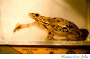 Notes on Digestive System of Frog (Labelled Diagrams) - Anatomy (Parts ...