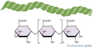 Guide on Carbohydrates : Definition, Diagrams (Structure ...