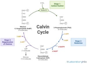 Photosynthesis Process – Definition, Diagram, Reactions (Steps ...
