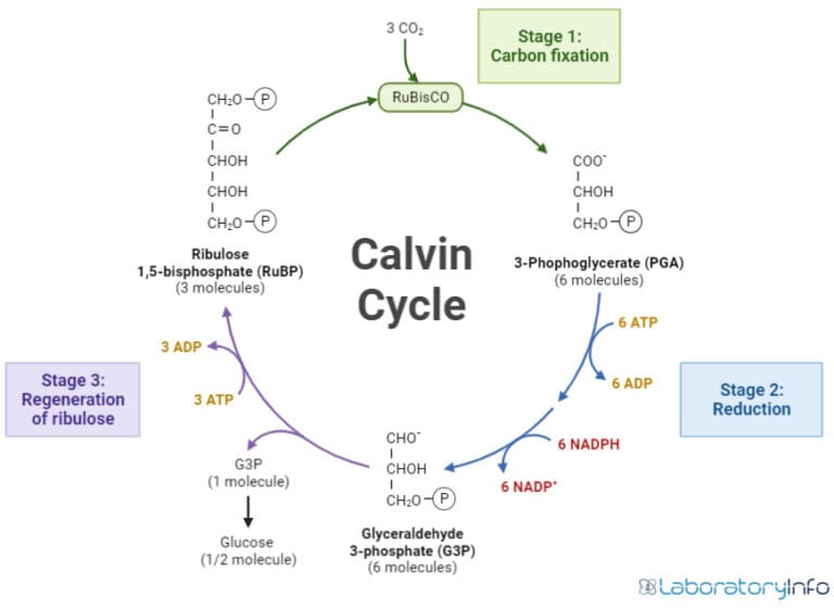Photosynthesis Process – Definition, Diagram, Reactions (Steps ...