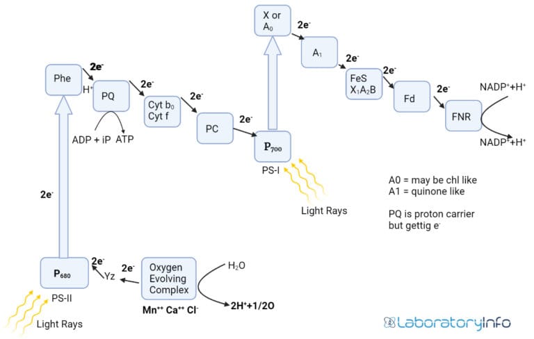 Photosynthesis Process – Definition, Diagram, Reactions (Steps ...