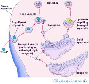Vesicles in the Cell – Laboratoryinfo.com