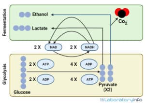 Aerobic Respiration and Anaerobic Respiration – Diagrams, Definition ...