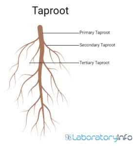 Taproot and Fibrous Root - Diagram, Definition, Differences and Facts ...