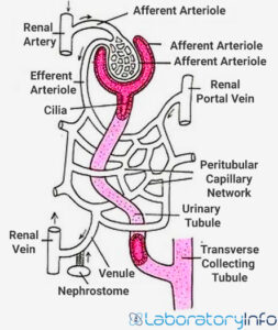 Urogenital System of Frogs (Labelled Diagrams) - Anatomy (Parts) and ...