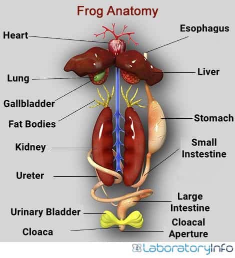 Urogenital System Of Frogs Labelled Diagrams Anatomy Parts And Urogenital System Of Frogs Labelled Diagrams Anatomy Parts And