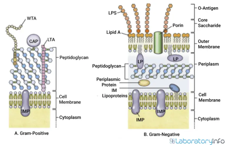 Gram-negative Bacteria: Characteristics, List, Cell wall composition ...
