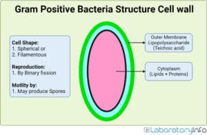 Gram-Positive Bacteria: Characteristics, List, Cell wall composition ...