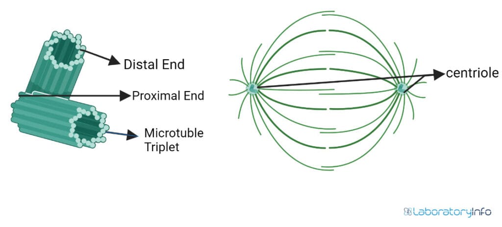 Detailed guide on Animal Cell and its parts (with labelled diagrams ...