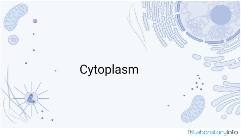 Detailed guide on Animal Cell and its parts (with labelled diagrams ...