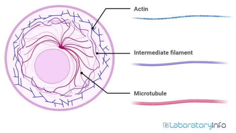 Detailed guide on Animal Cell and its parts (with labelled diagrams ...