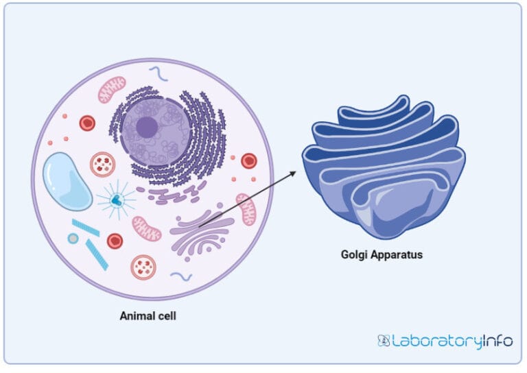 Detailed guide on Animal Cell and its parts (with labelled diagrams ...