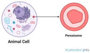 Detailed guide on Animal Cell and its parts (with labelled diagrams ...