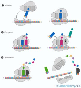 Detailed guide on Animal Cell and its parts (with labelled diagrams ...