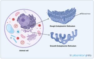 Detailed guide on Animal Cell and its parts (with labelled diagrams ...