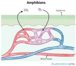 Respiratory System of Frog – Laboratoryinfo.com