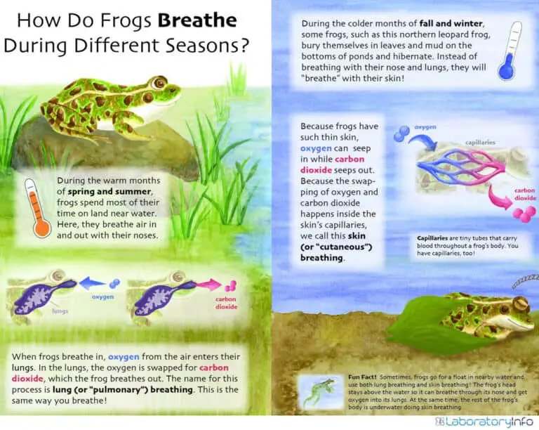 Respiratory System of Frog – Laboratoryinfo.com