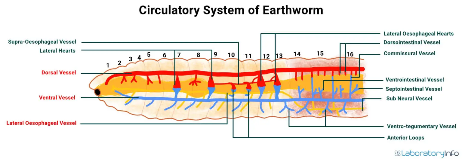 Circulatory System of the Earthworm – Laboratoryinfo.com