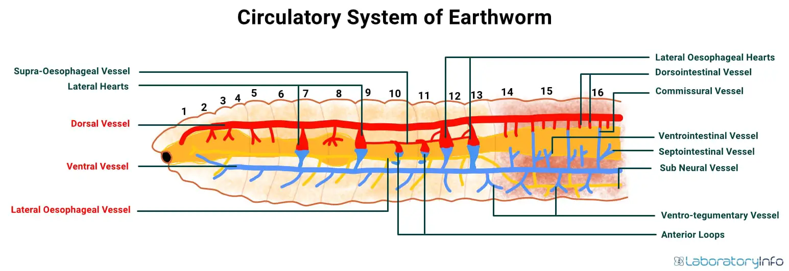Circulatory System Of The Earthworm Labelled Diagram Parts And Function